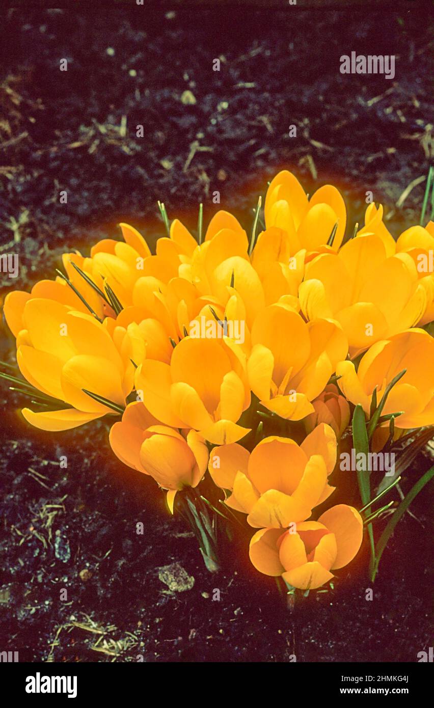 Crocus flavus hi-res stock photography and images - Alamy