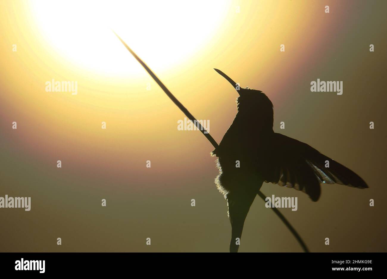 Valencia, Carabobo, Venezuela. 10th Feb, 2022. February 10, 2022. A ...