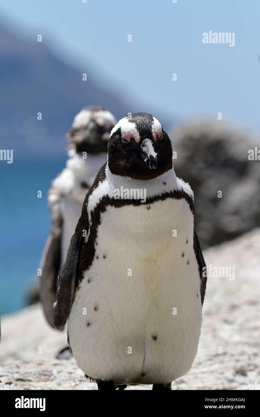 Vertical shot of a penguin on Boulders Beach in South Africa Stock ...