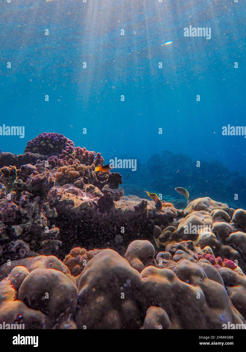 Vertical shot of the extraordinary reefs underwater and the sun rays ...