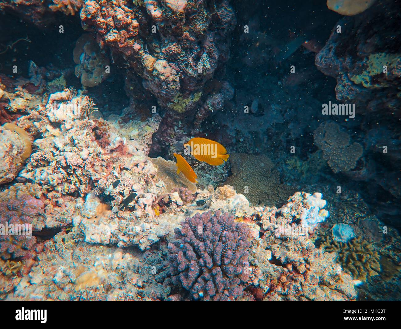 Top view of the colorful reefs and yellow fish swimming in the clear ...