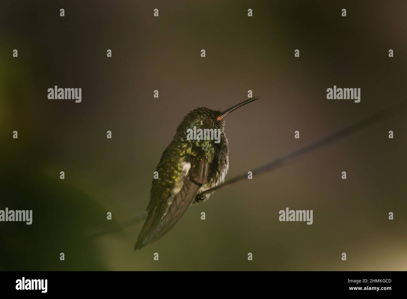 Valencia, Carabobo, Venezuela. 10th Feb, 2022. February 10, 2022. A ...