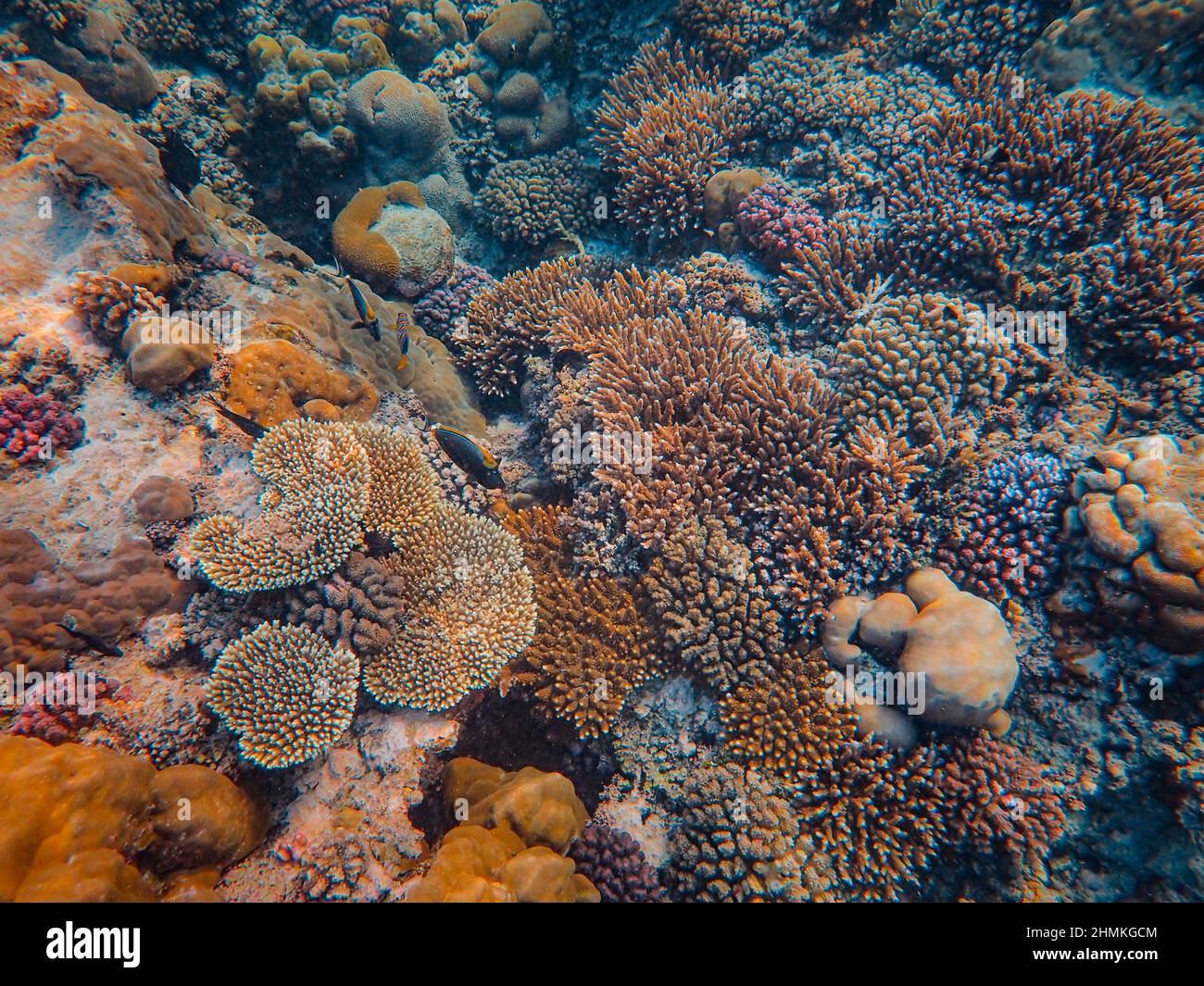 View of colorful exotic reefs underwater Stock Photo - Alamy