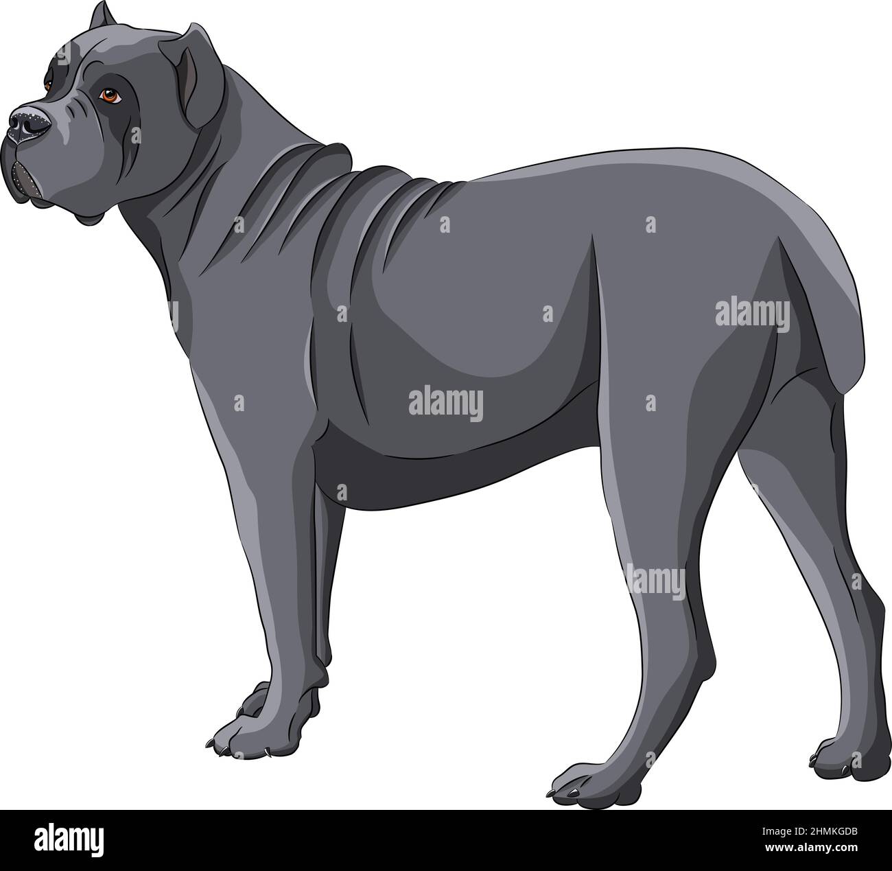Gray big dog Cane Corso in the rack. Vector illustration Stock Vector ...