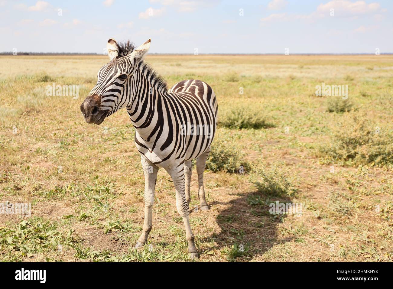 Beautiful zebra in wildlife sanctuary Stock Photo - Alamy