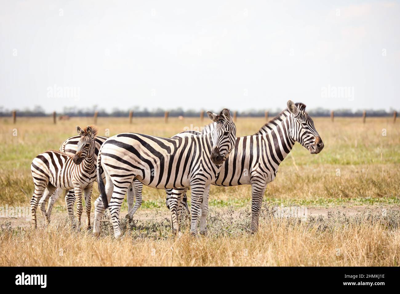 Beautiful zebras in wildlife sanctuary Stock Photo - Alamy