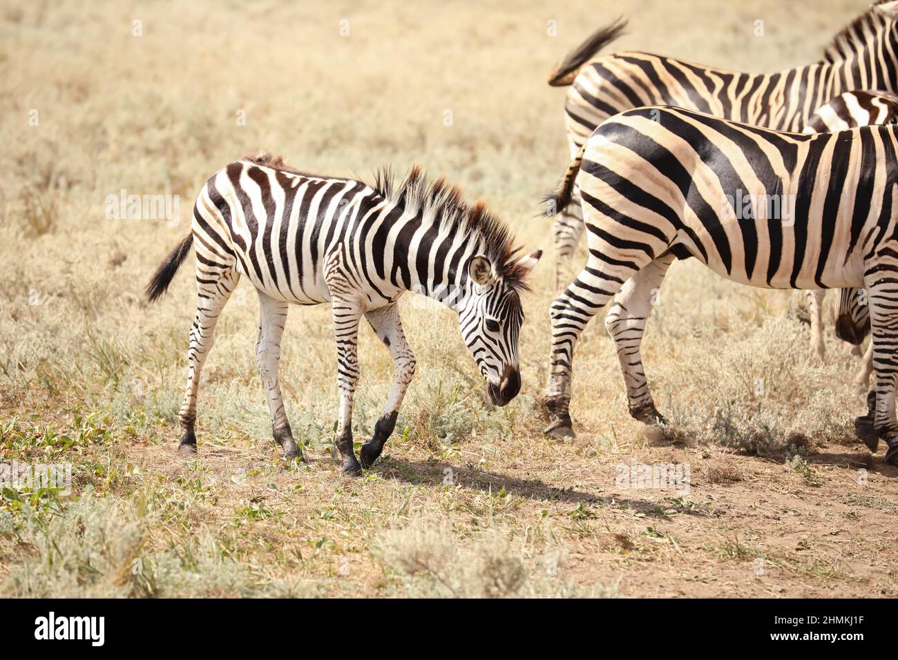Beautiful zebras in wildlife sanctuary Stock Photo - Alamy