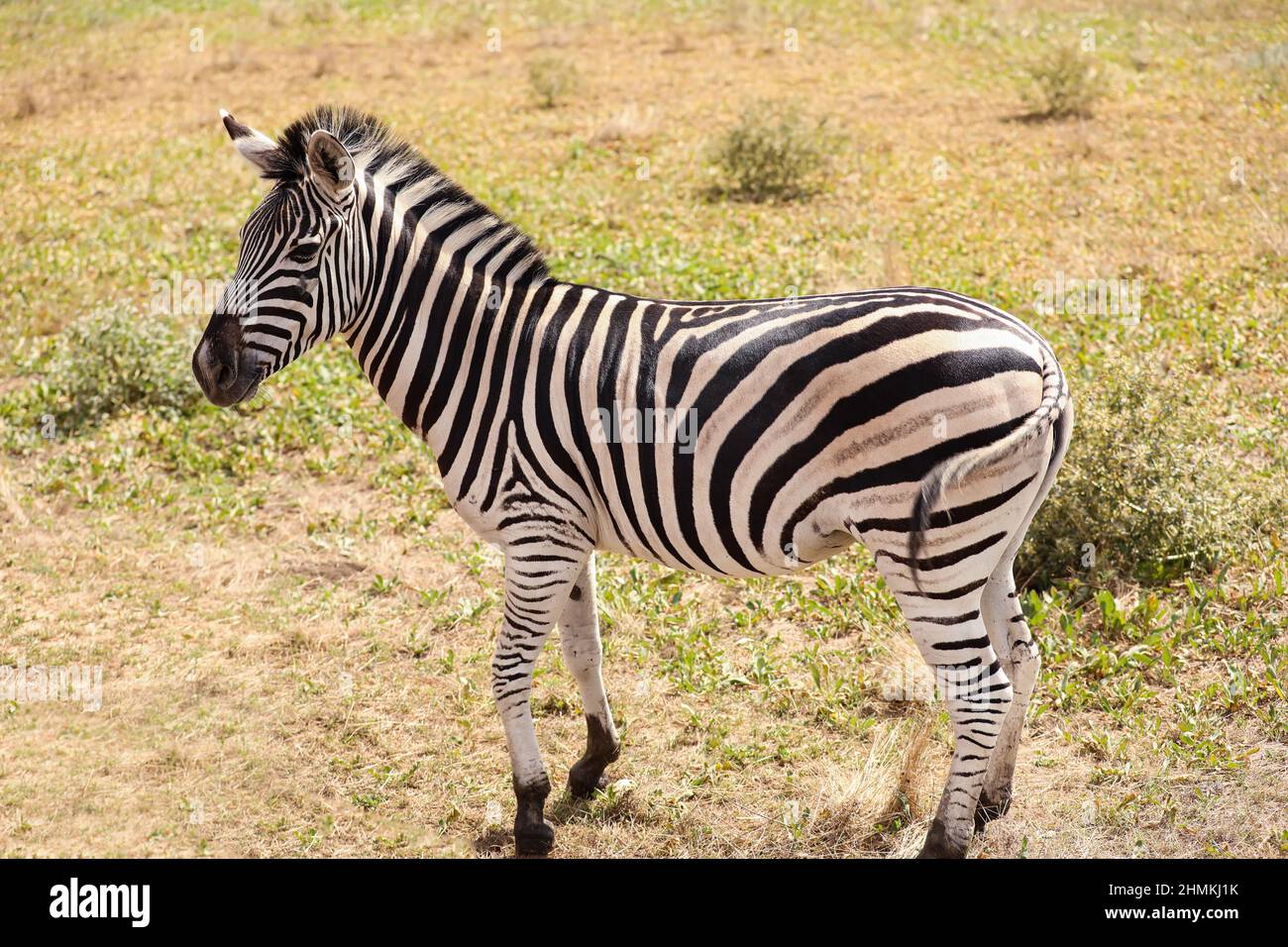 Beautiful zebra in wildlife sanctuary Stock Photo - Alamy