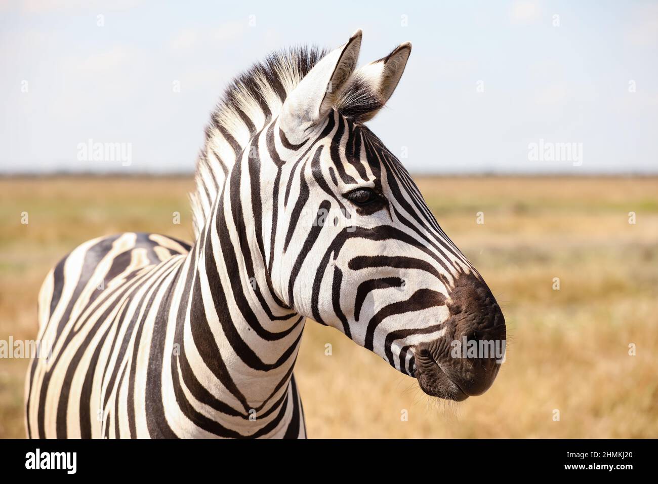 Beautiful zebra in wildlife sanctuary Stock Photo - Alamy