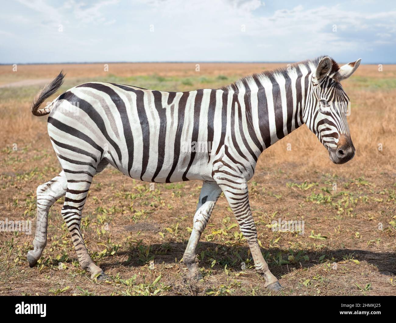 Beautiful zebra in wildlife sanctuary Stock Photo - Alamy
