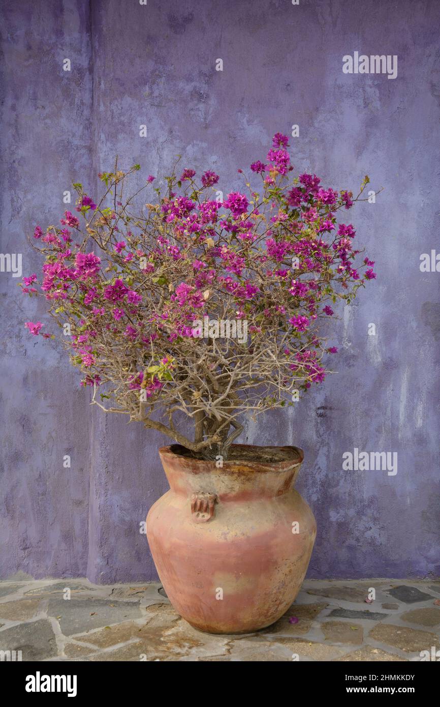 Bougainvillea in terra cotta planter; Todos Santos, Baja California Sur ...