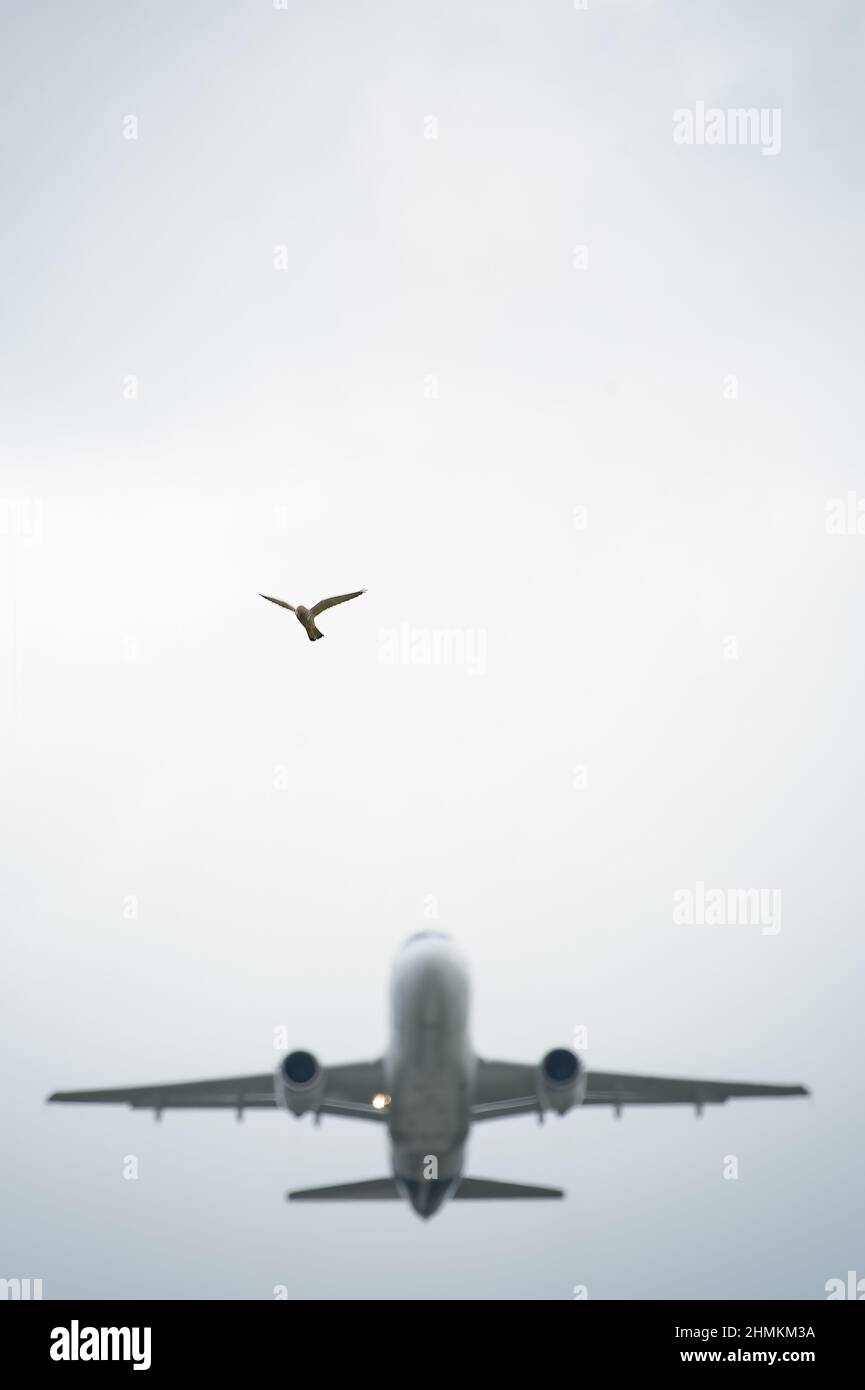 Bird in a plane hi-res stock photography and images - Alamy