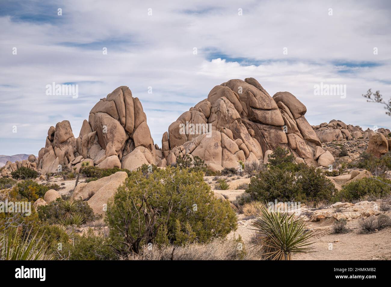 Tall juniper tree hi-res stock photography and images - Alamy