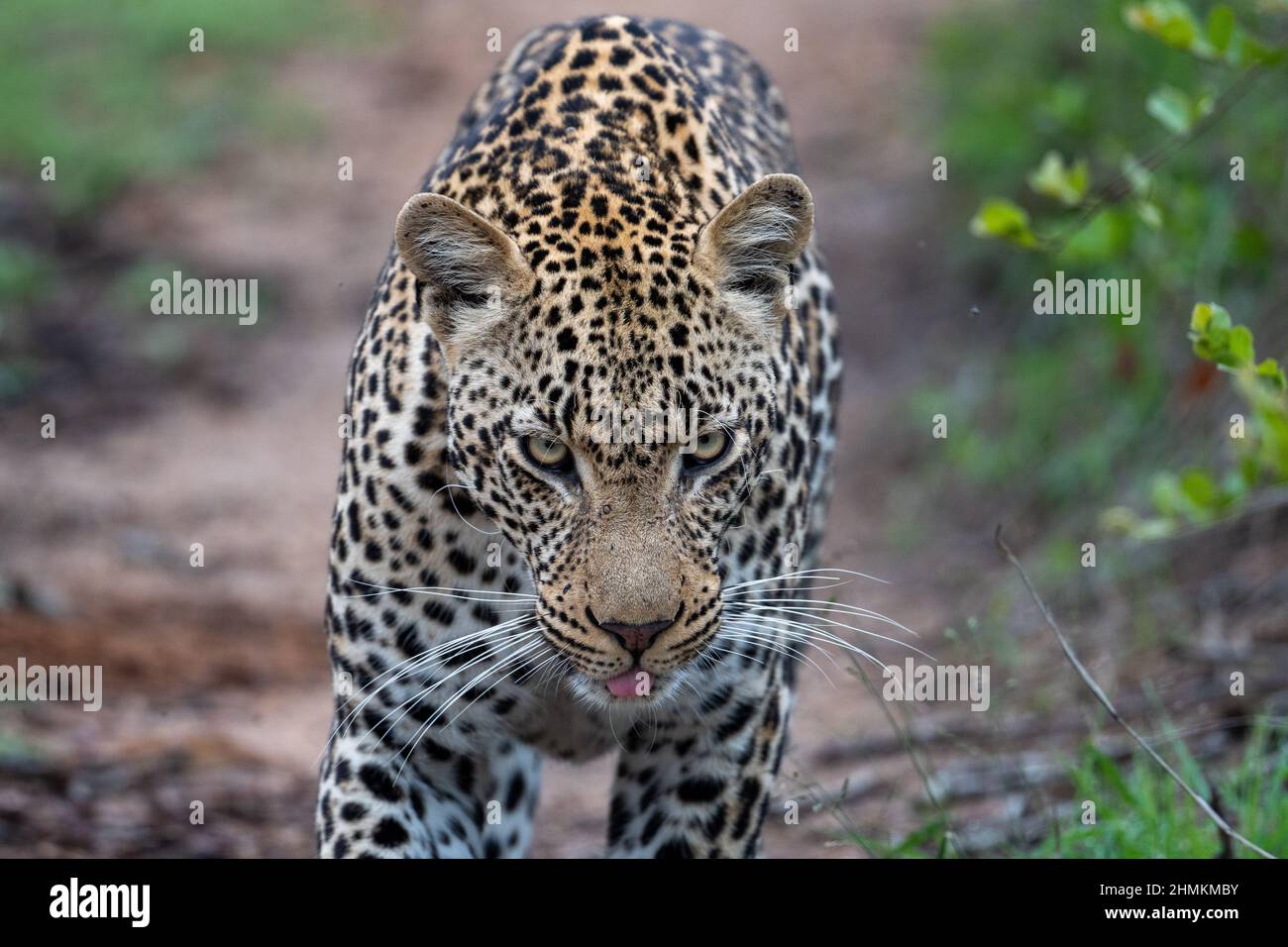 African leopard moving through the bush in South Africa Stock Photo - Alamy