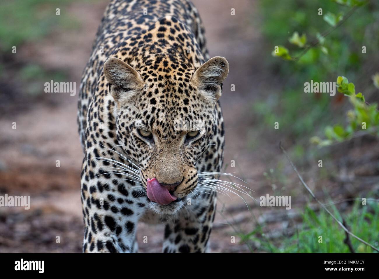 African leopard moving through the bush in South Africa Stock Photo - Alamy