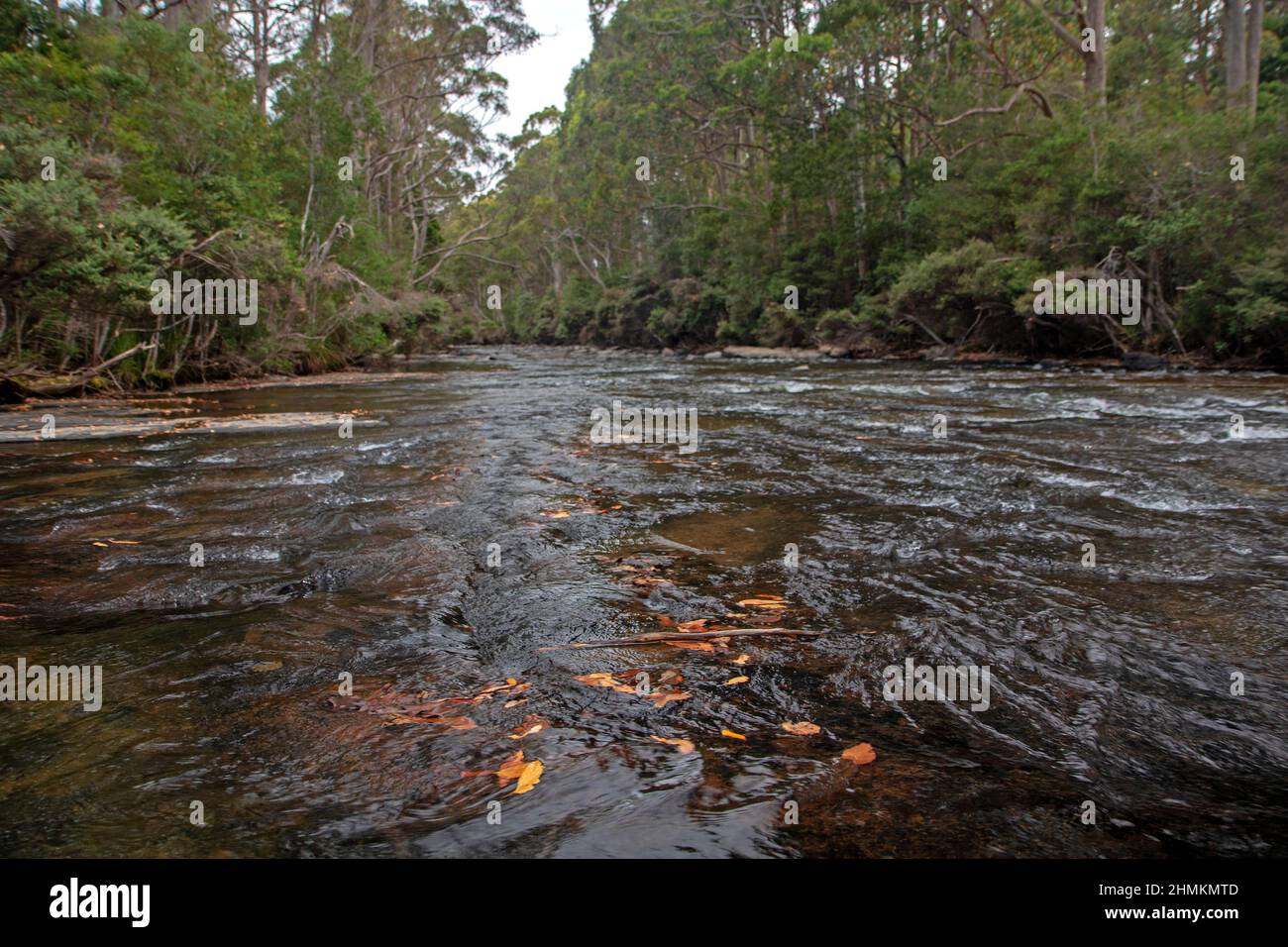 Maydena tasmania hi-res stock photography and images - Alamy