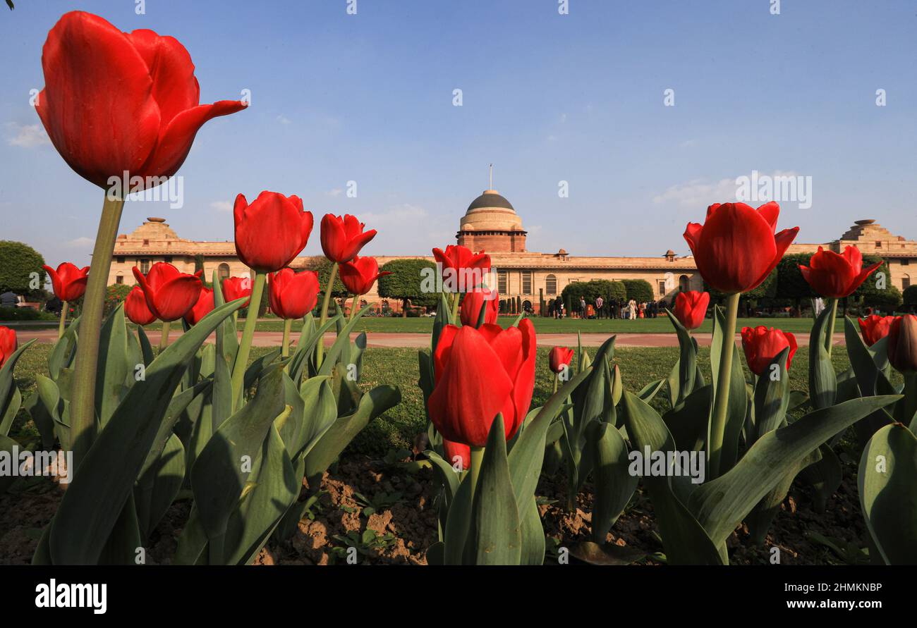 New Delhi, India. 10th Feb, 2022. View of Tulips flowers in their full ...