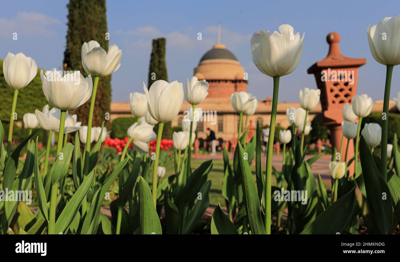 New Delhi, India. 10th Feb, 2022. View of Tulips flowers in their full ...