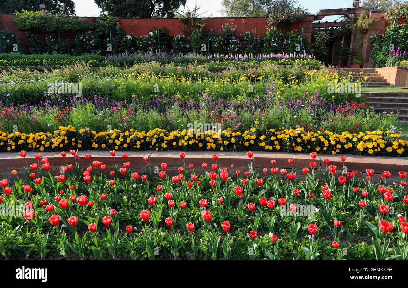 New Delhi, India. 10th Feb, 2022. View of Tulips flowers in their full ...