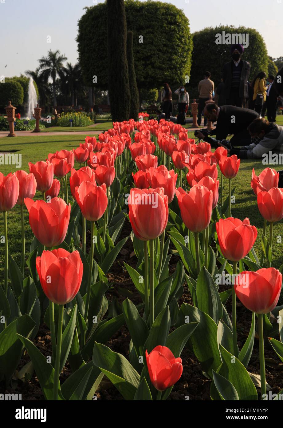 New Delhi, India. 10th Feb, 2022. View of Tulips flowers in their full ...