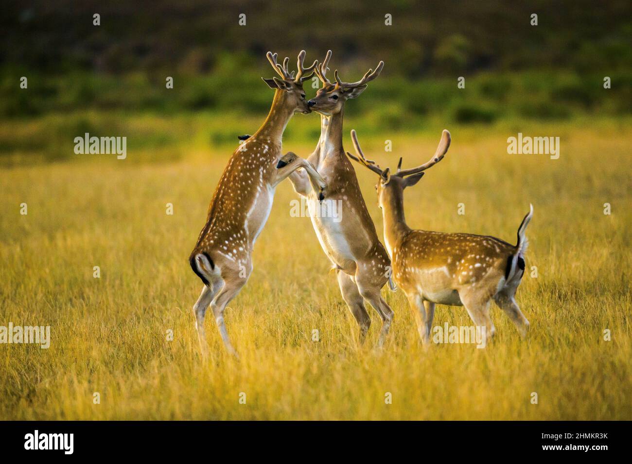 Fantastic view of three deer playing in a field with a blurry ...