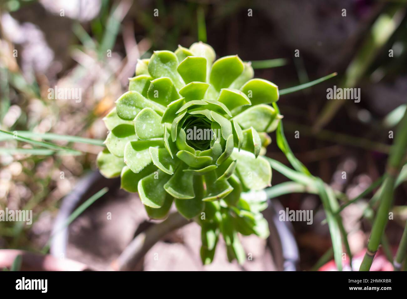 Native plant of madeira hi-res stock photography and images - Alamy