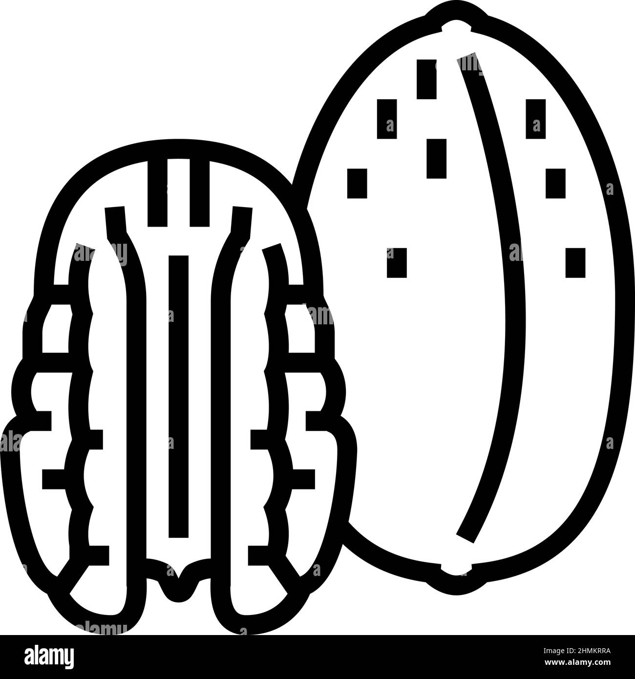Pecan nut illustration Black and White Stock Photos & Images - Alamy