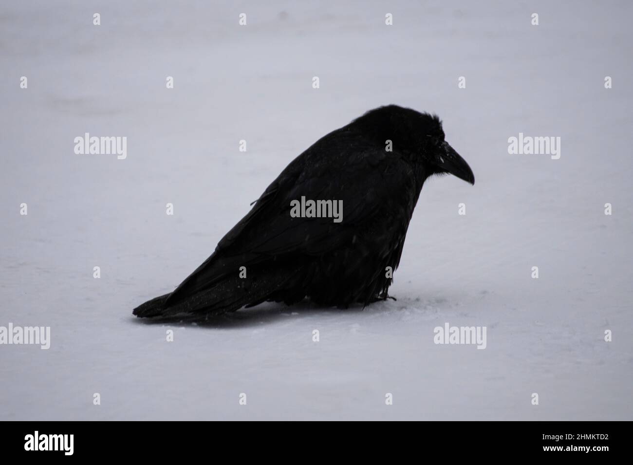 Official Bird Of Yukon Canada