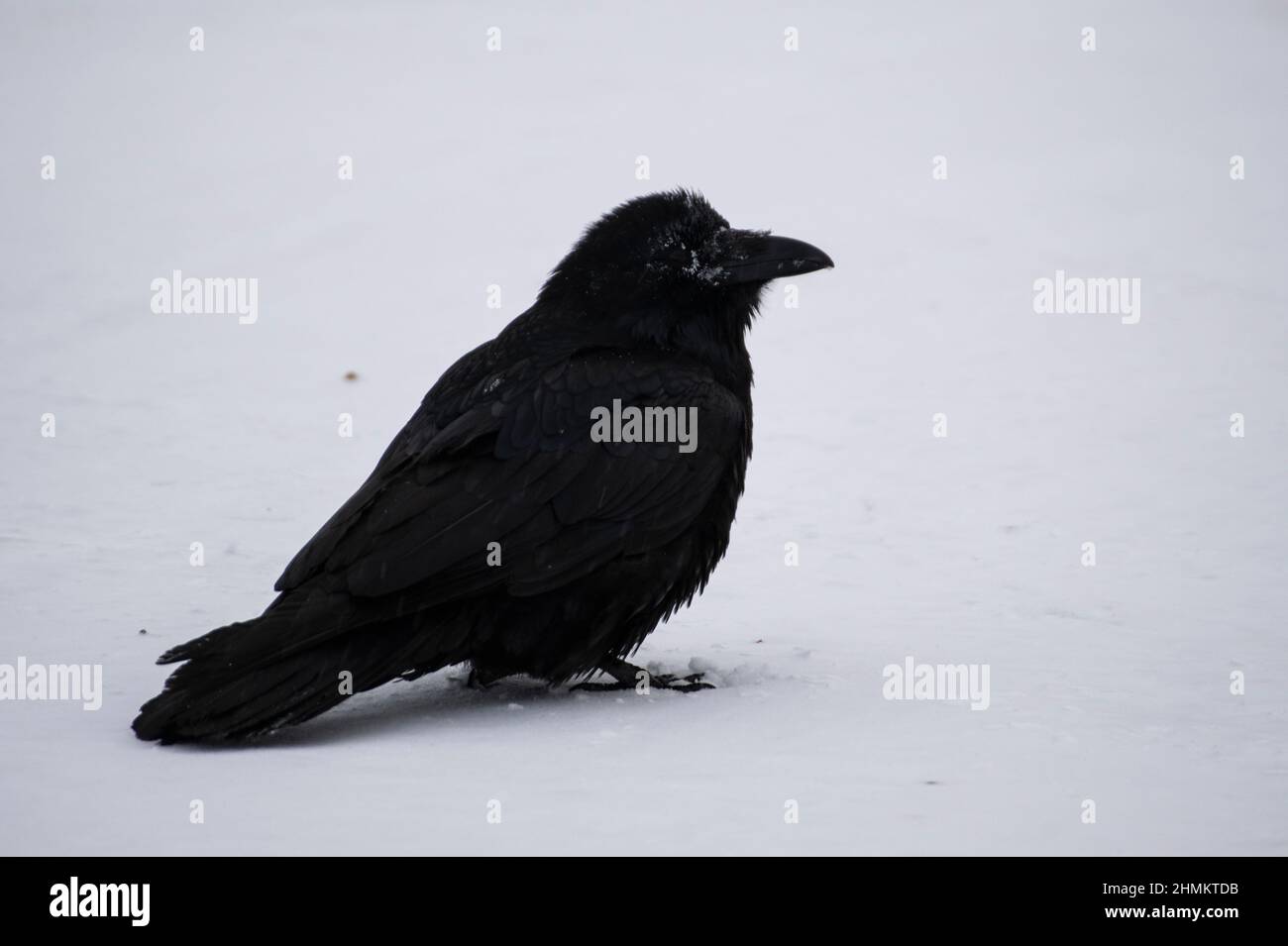 Raven at a Walmart parking lot in Whitehorse, Yukon, Canada Stock Photo ...