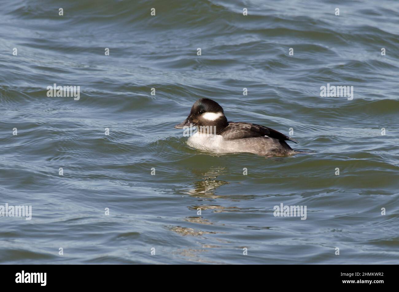 Female bufflehead hi-res stock photography and images - Alamy