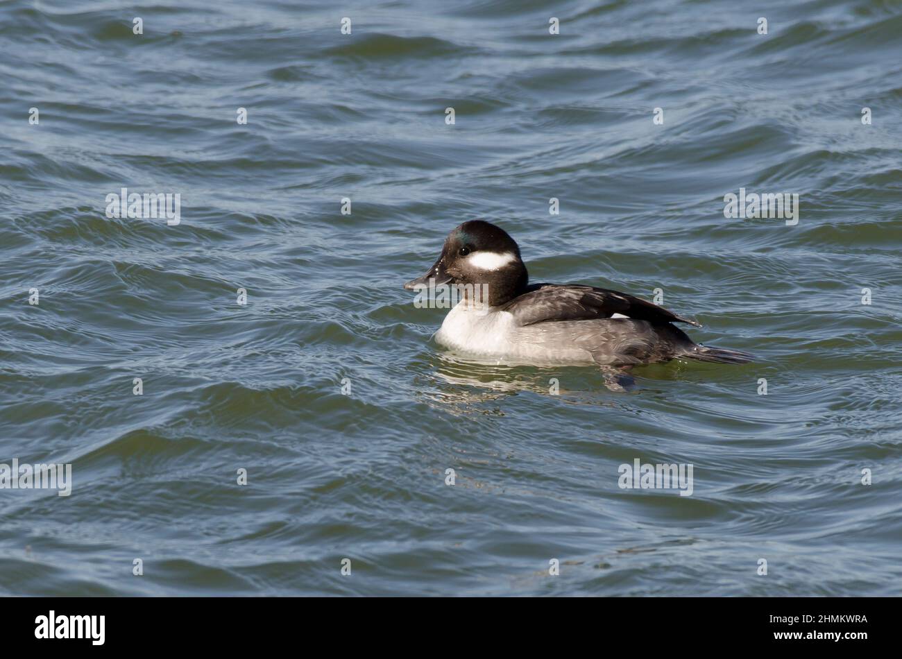 Female bufflehead hi-res stock photography and images - Alamy