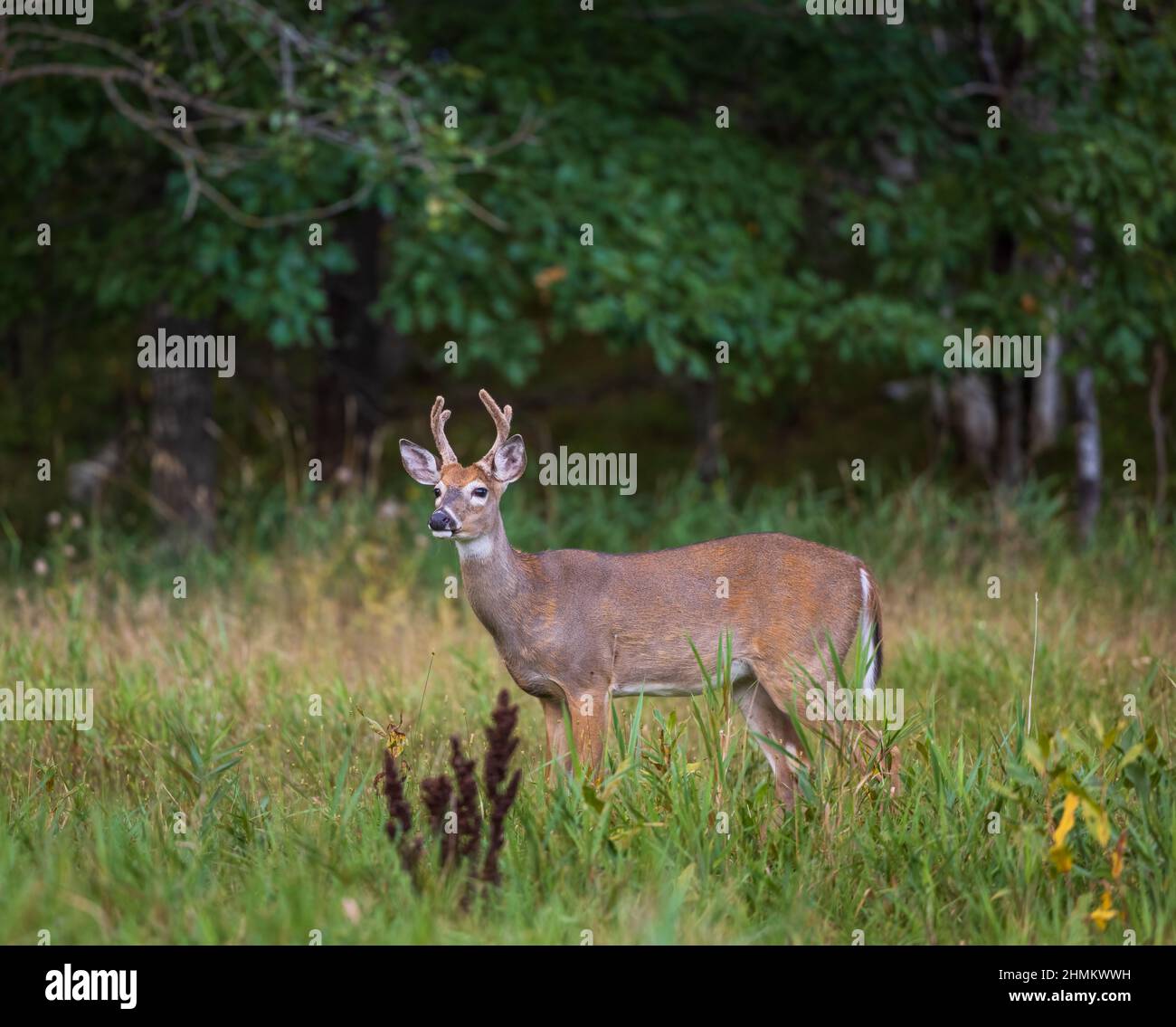 White-tailed buck in a Wisconsin meadow Stock Photo - Alamy