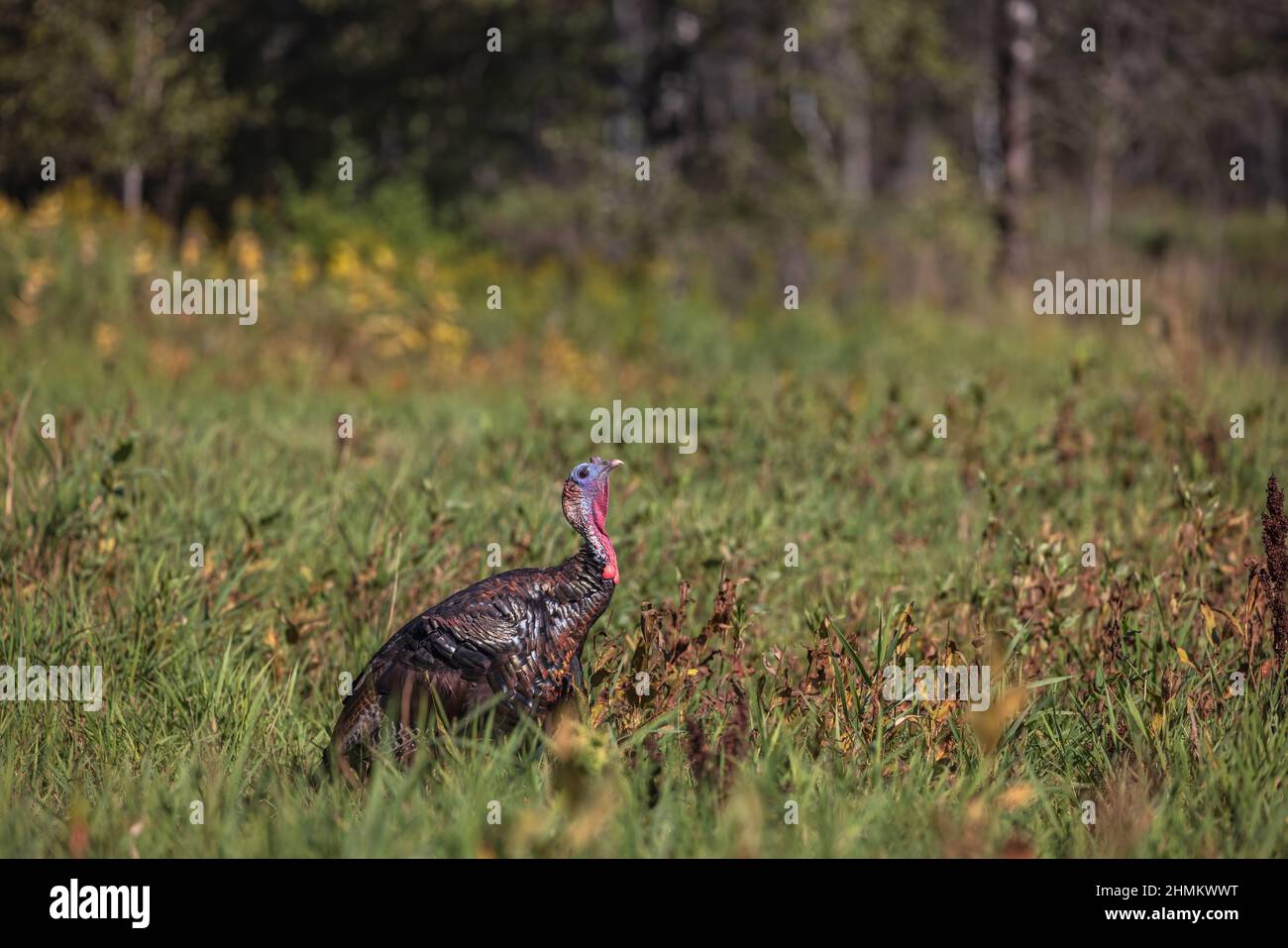 Tom turkey looking up as a plane passes over Stock Photo - Alamy
