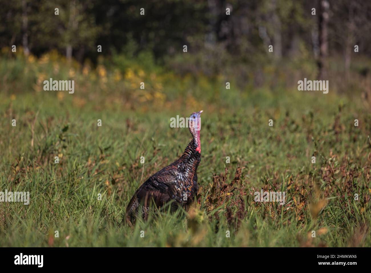Tom turkey looking up as a plane passes over Stock Photo - Alamy