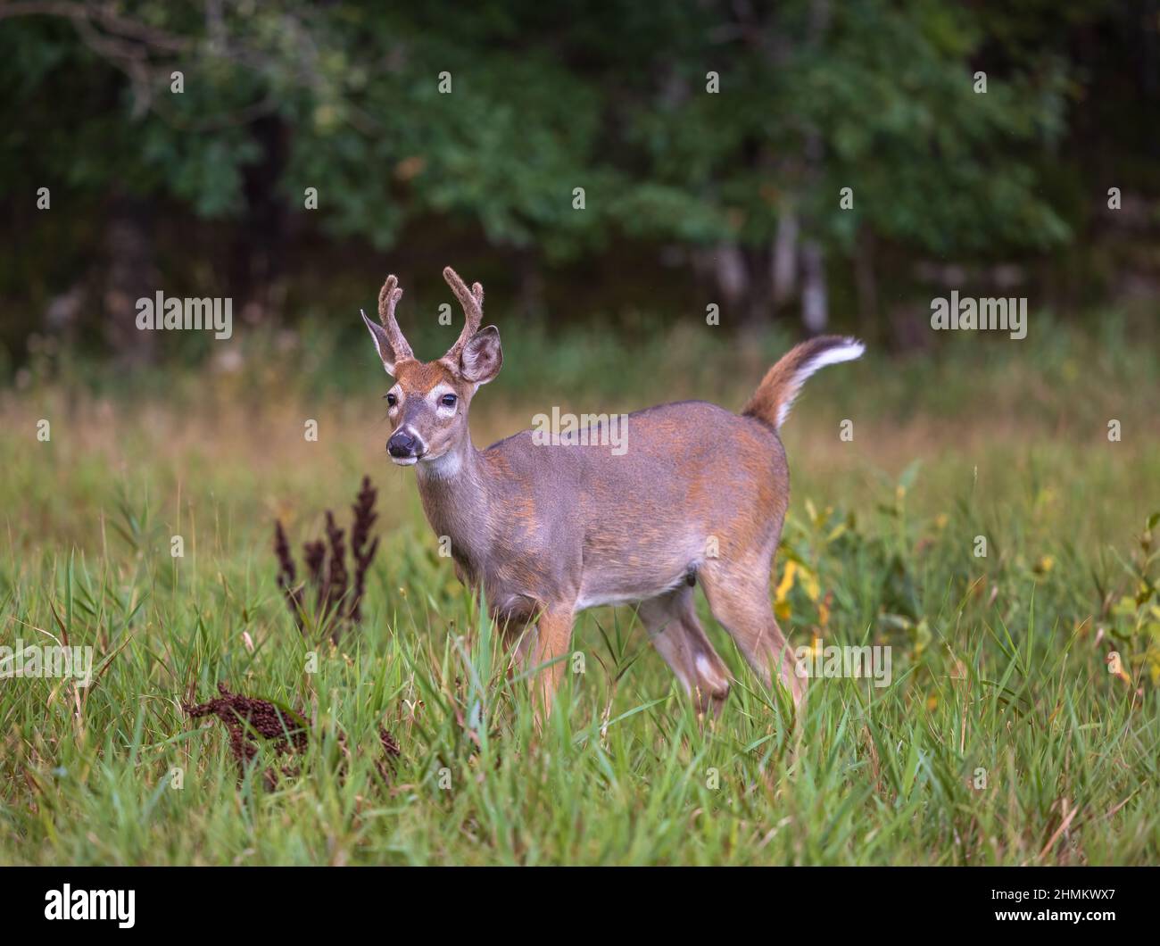 White-tailed buck in a Wisconsin meadow Stock Photo - Alamy