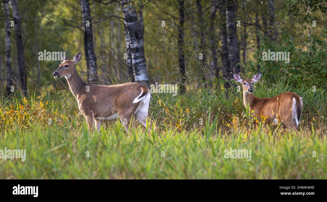 Whitetail deer fall colors hi-res stock photography and images - Alamy