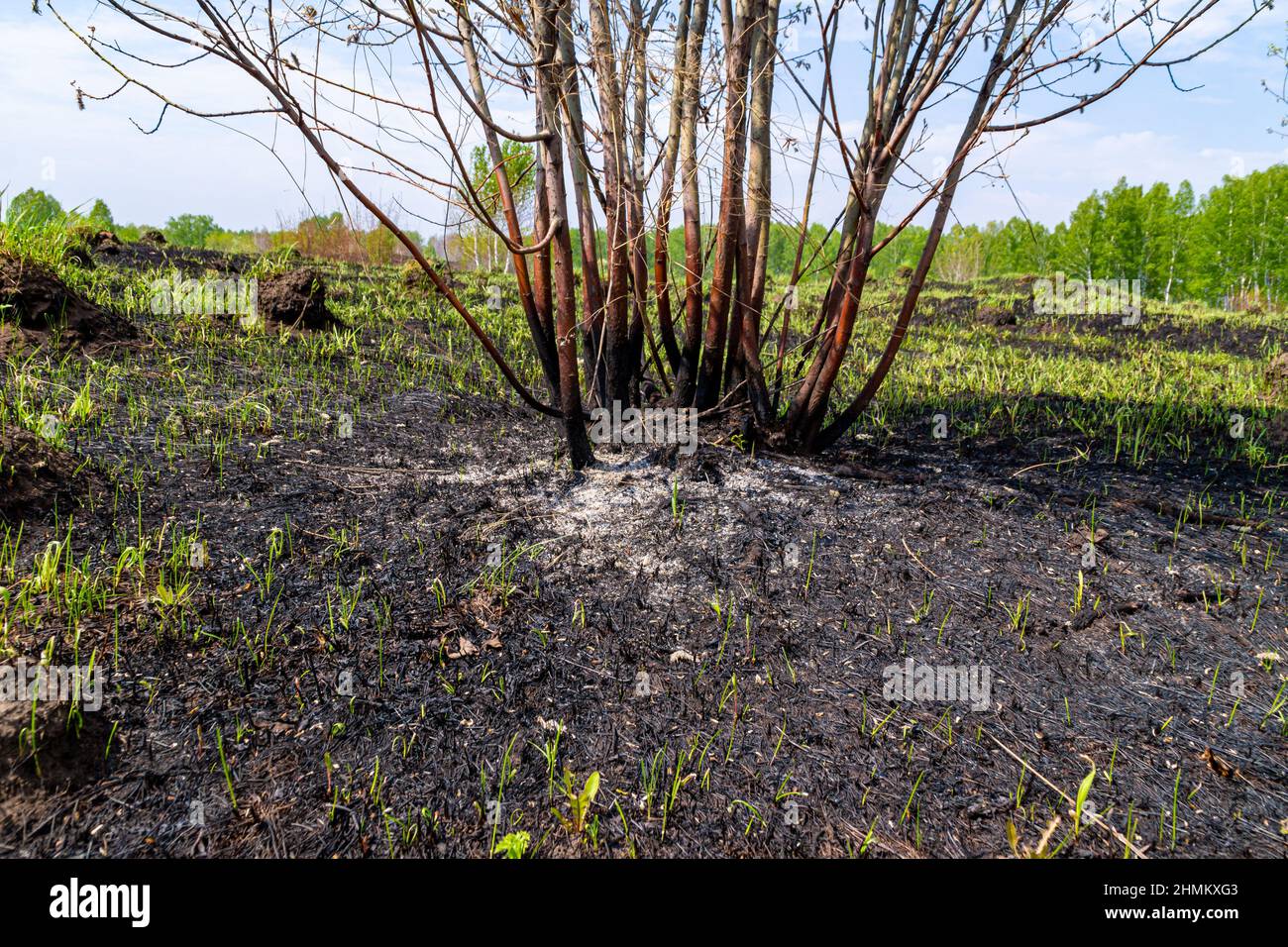 burnt bush and surrounding vegetation damaged by spring grass burning ...