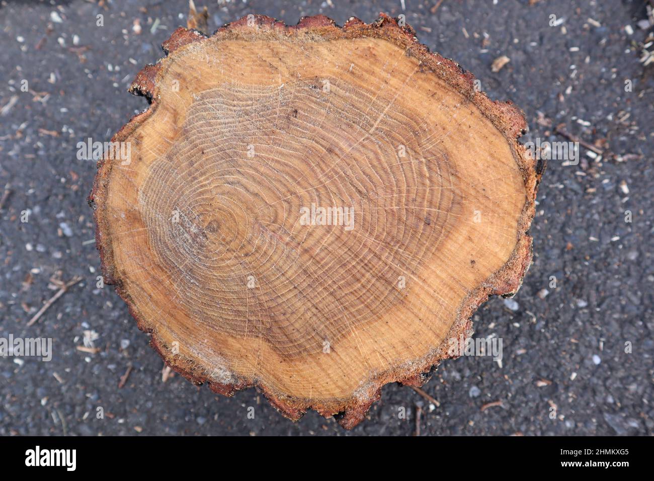 Log section hi-res stock photography and images - Alamy