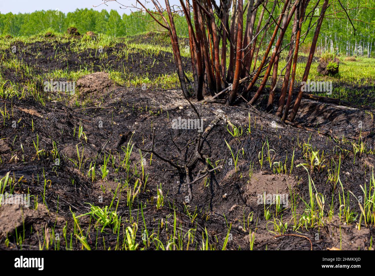 restoration of vegetation after a field or forest fire, germination of ...