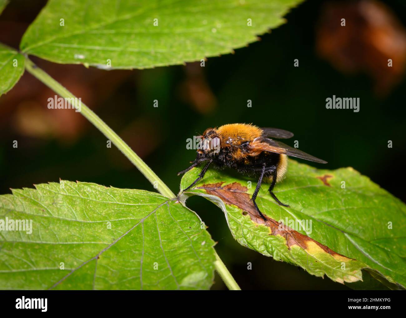 A close-up view of a fluffy black and yellow fly on a tree leaf Stock ...