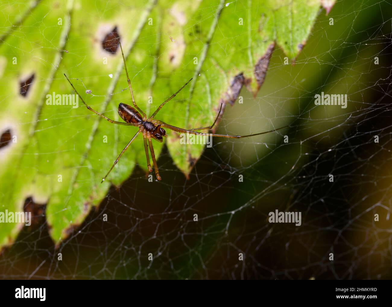 A close-up view of a spider weaving a web among the foliage Stock Photo ...