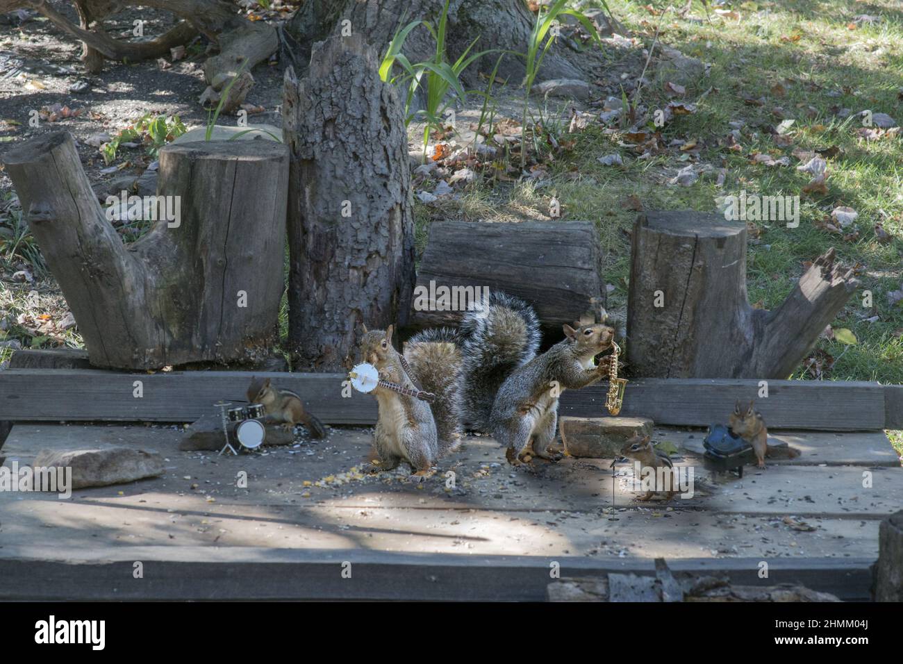 Beautiful view of Squirrels and chipmunks playing in the band with ...