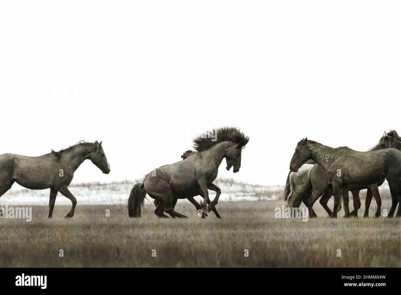 Beautiful view of wild Shackleford mustangs running in wide farm rural ...