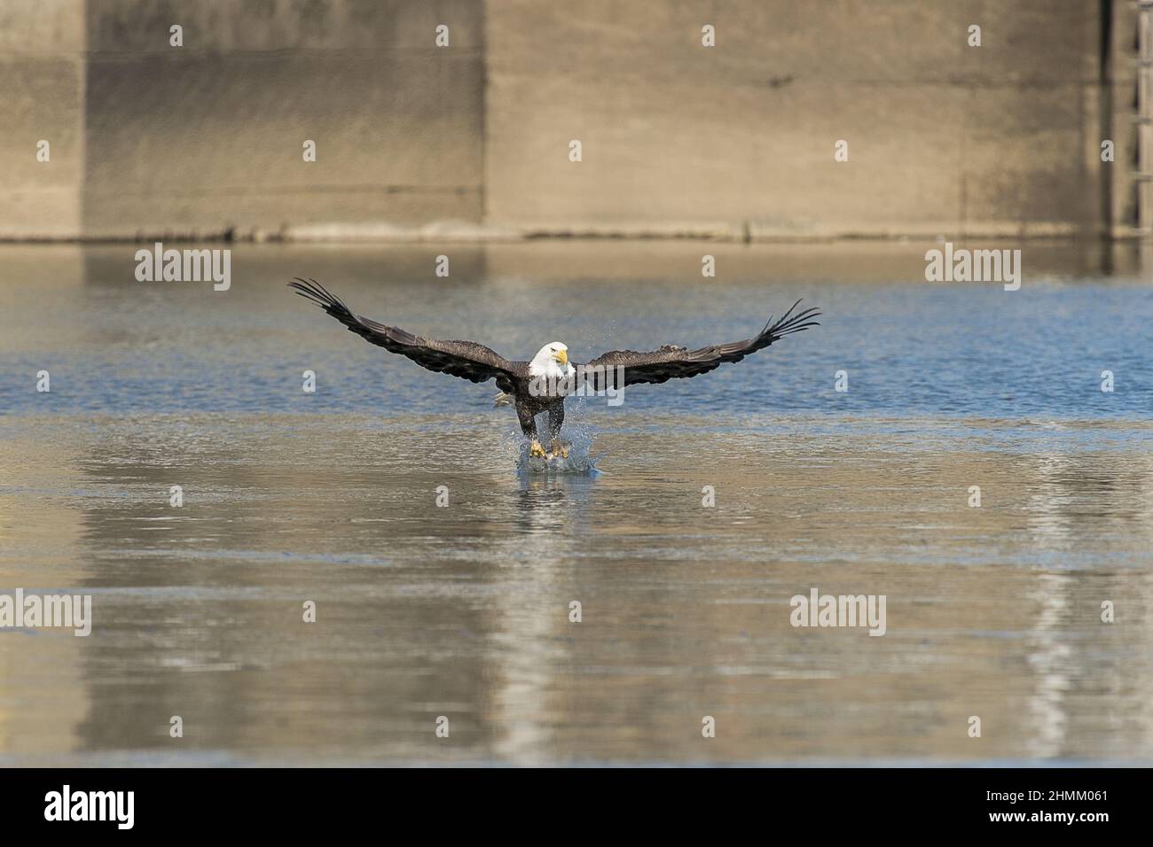 Closeup shot of a bald eagle flying over the lake, hunting a fish Stock ...