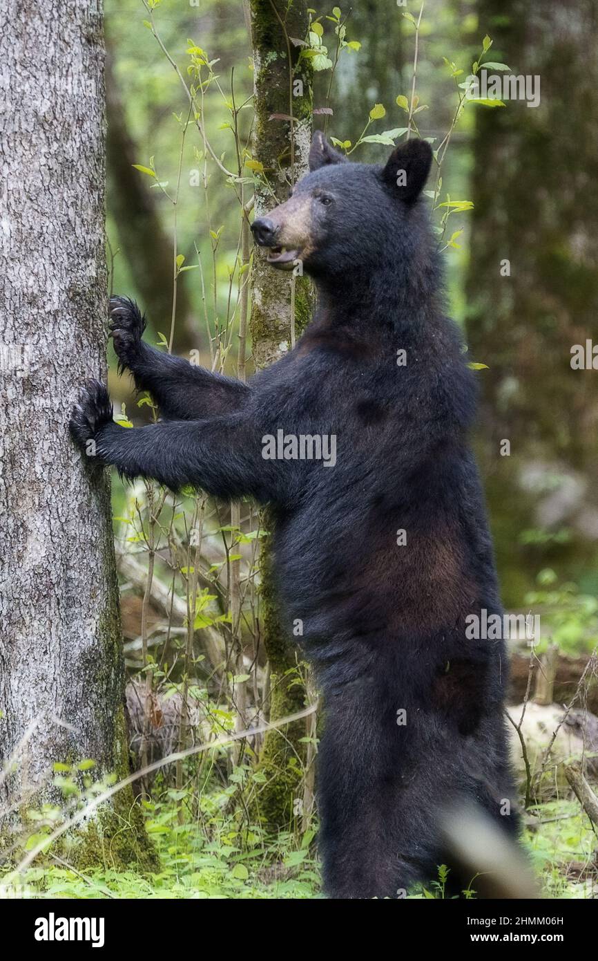 Big black bear standing tree hi-res stock photography and images - Alamy