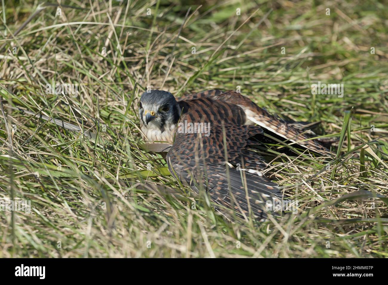 Closeup shot of an American Kestrel bird on the grass Stock Photo - Alamy