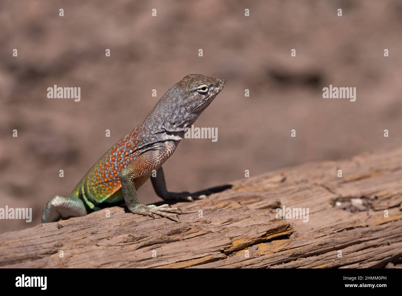 A Greater Earless Lizard puts on a spectacular display during the ...