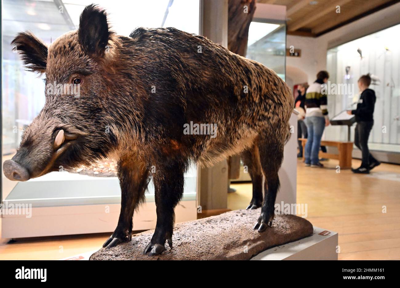 Erfurt, Germany. 10th Feb, 2022. The taxidermy of a wild boar is on ...