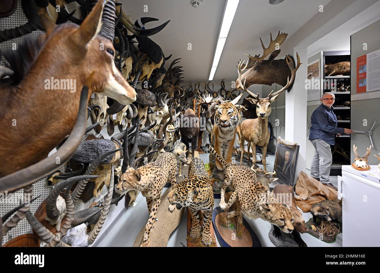 Natural history collection curator hi-res stock photography and images ...