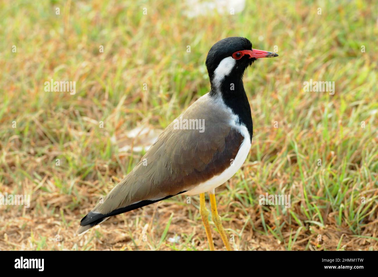 Unseen birds in yala hi-res stock photography and images - Alamy